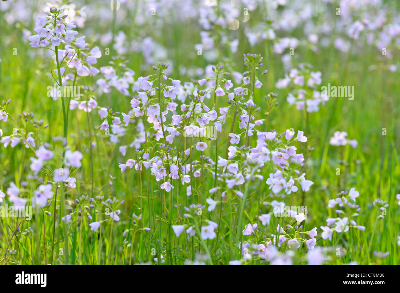 Cuckoo flower (Cardamine pratensis Stock Photo - Alamy