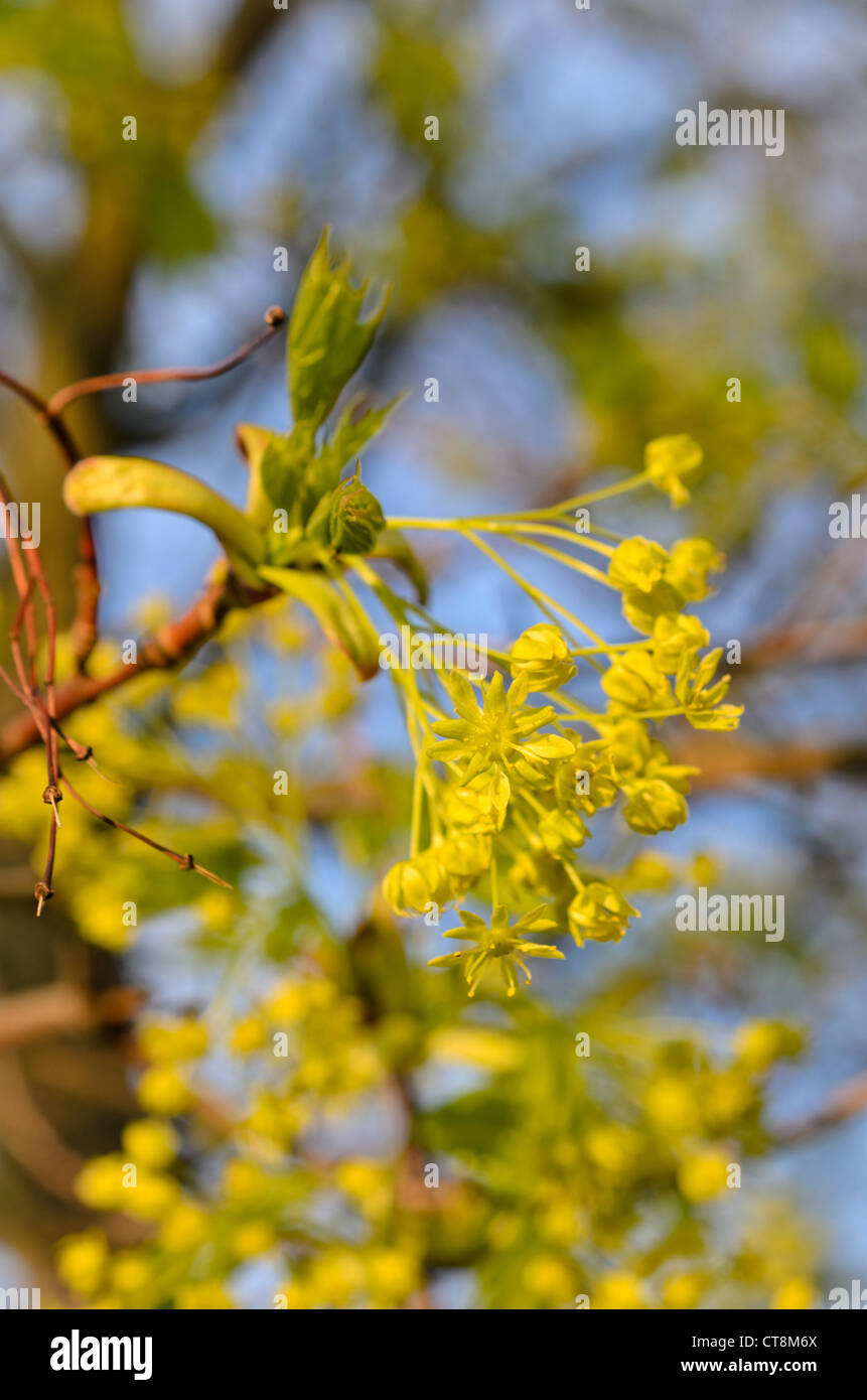 Platanoides tree hi-res stock photography and images - Alamy