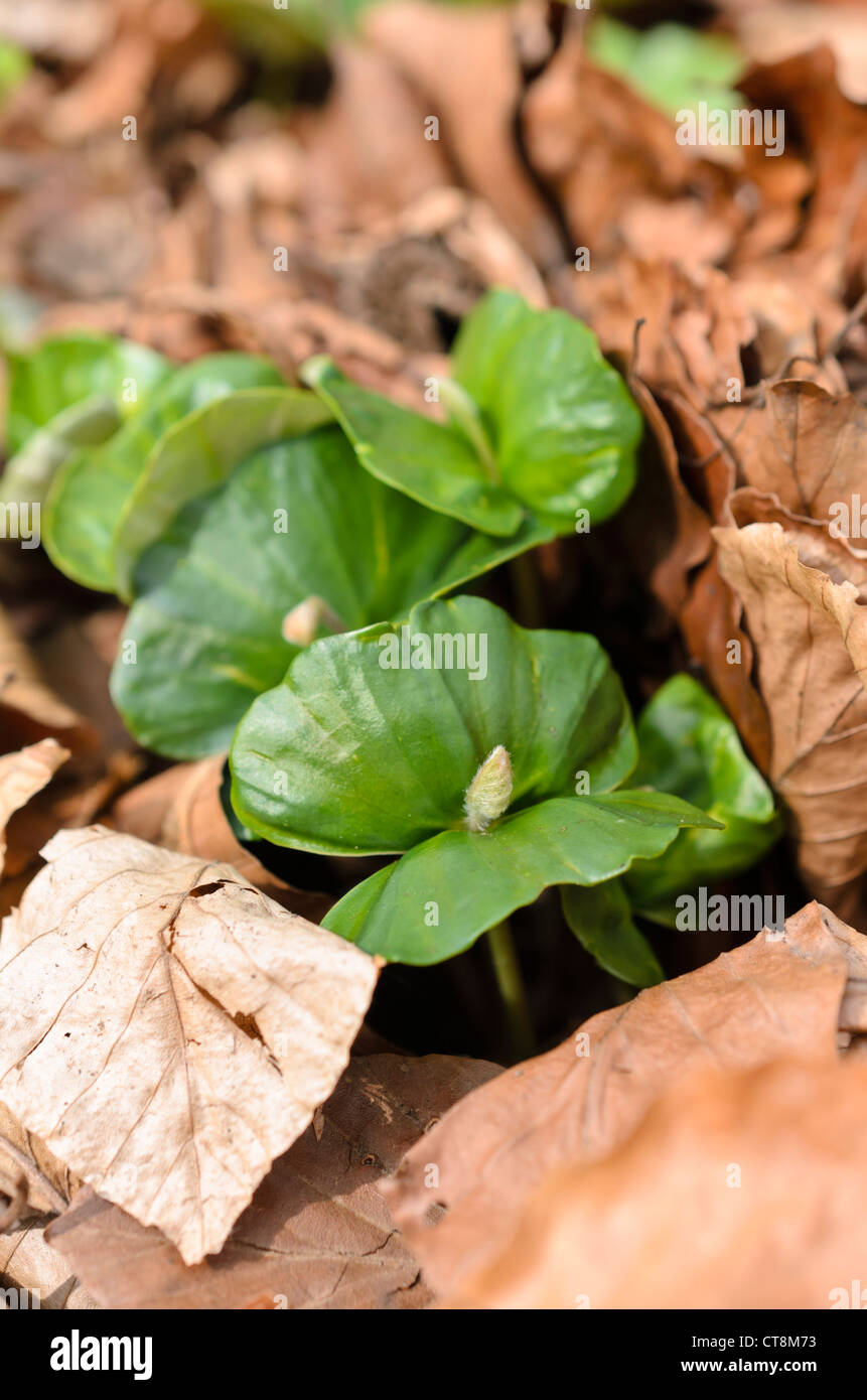 Common beech (Fagus sylvatica Stock Photo - Alamy