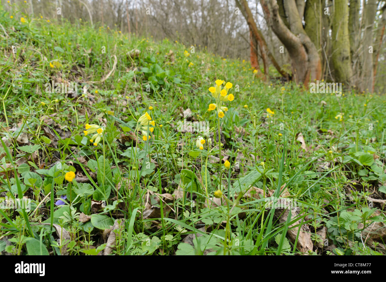 Wild cowslips primula veris hi-res stock photography and images - Alamy