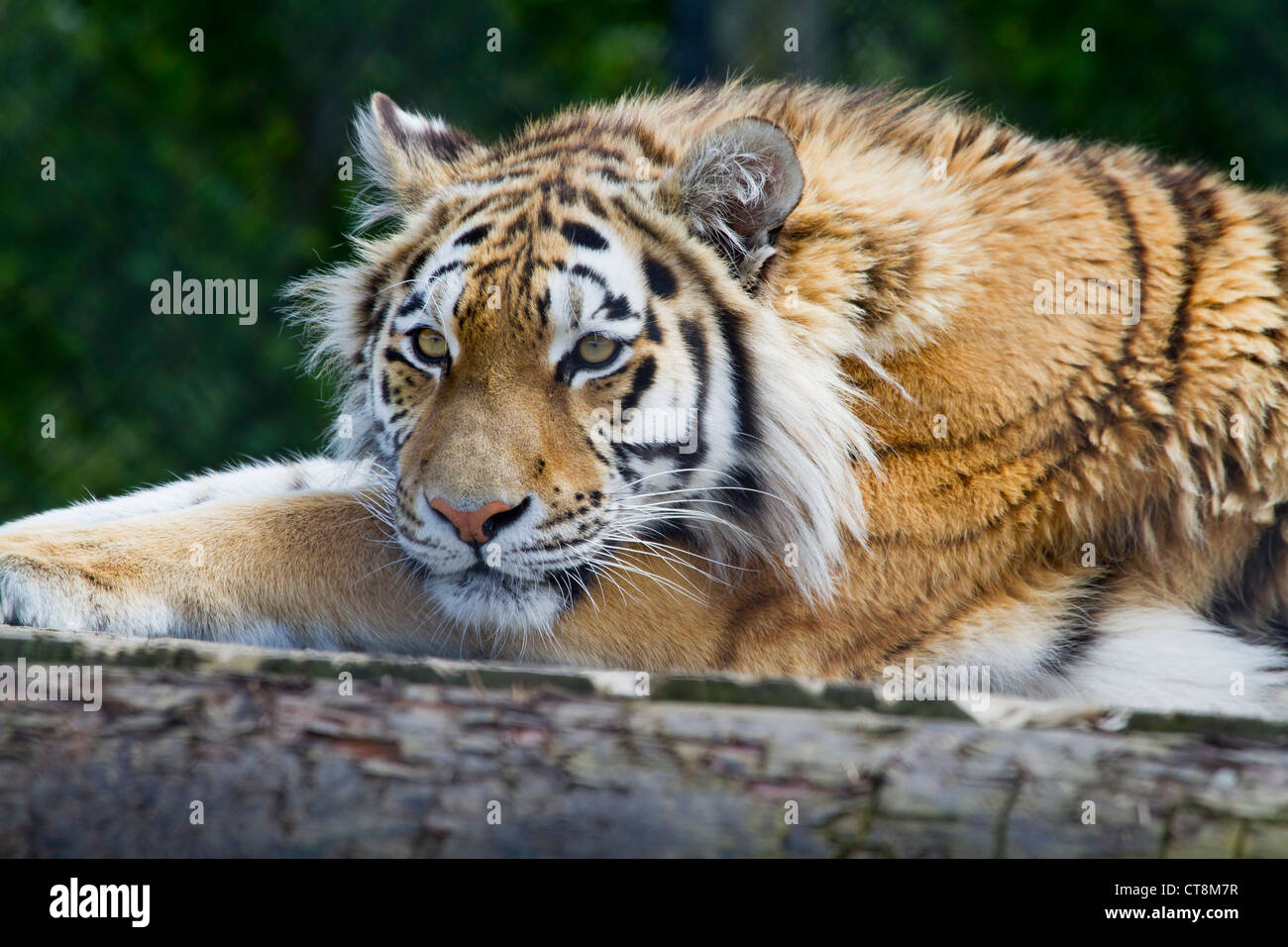 Tiger on a log hi-res stock photography and images - Alamy