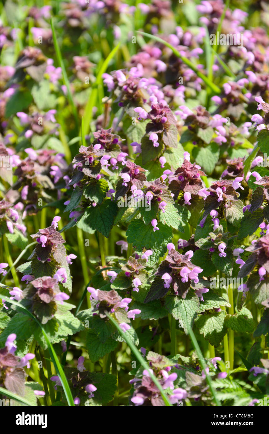 Red dead nettle (Lamium purpureum Stock Photo - Alamy