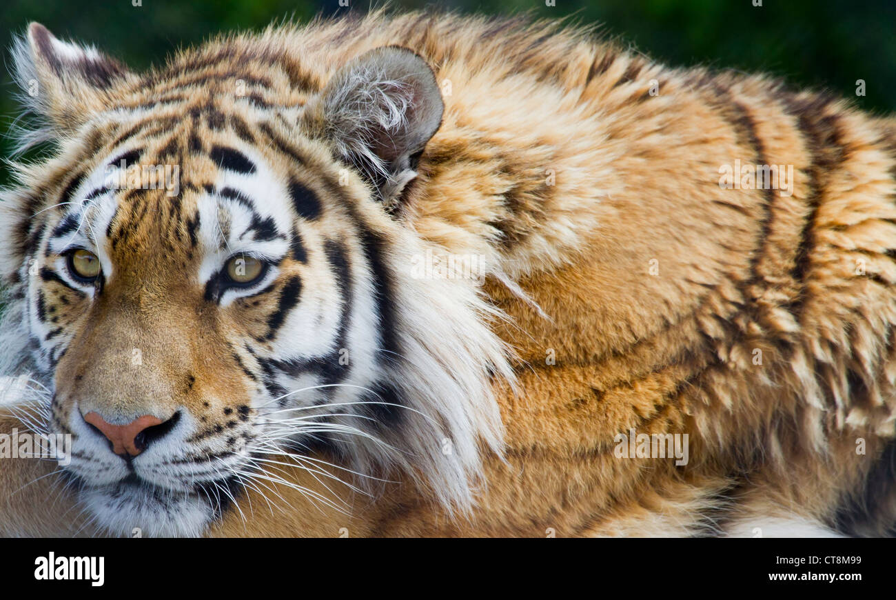 Tiger on a log hi-res stock photography and images - Alamy