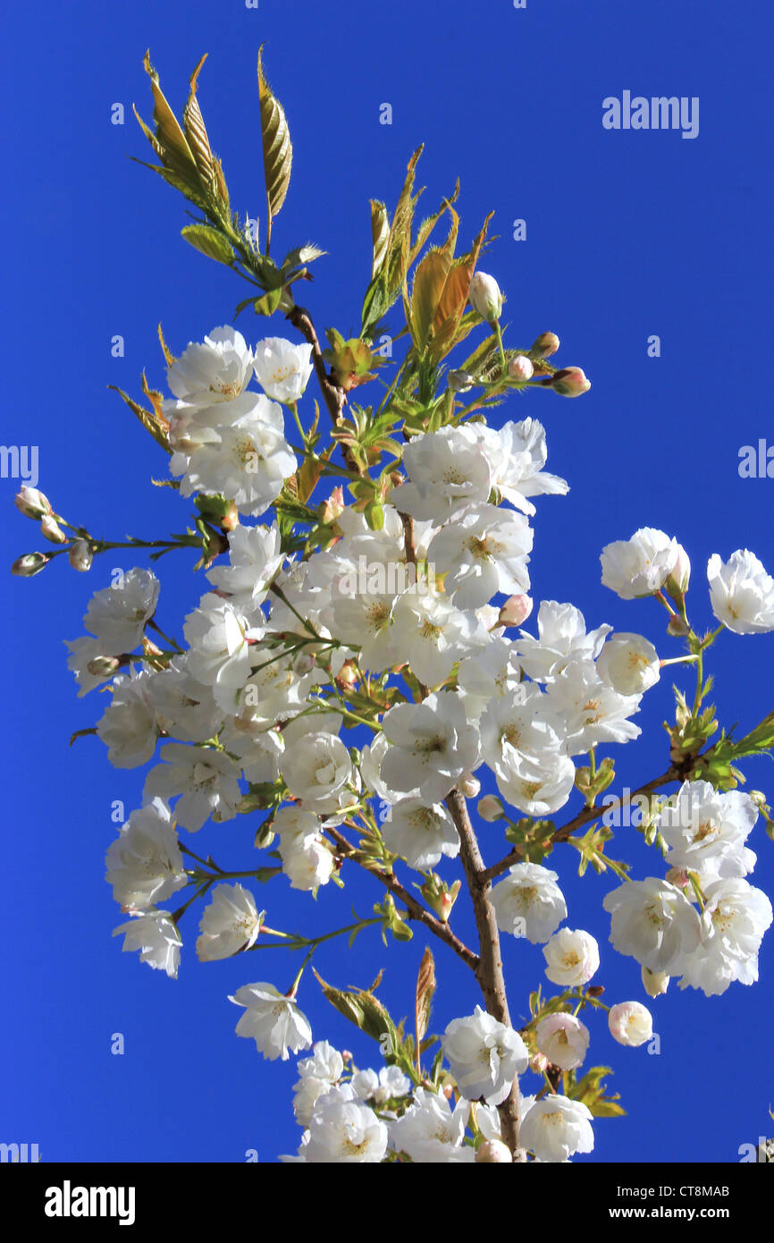 white cherry blossom Stock Photo - Alamy