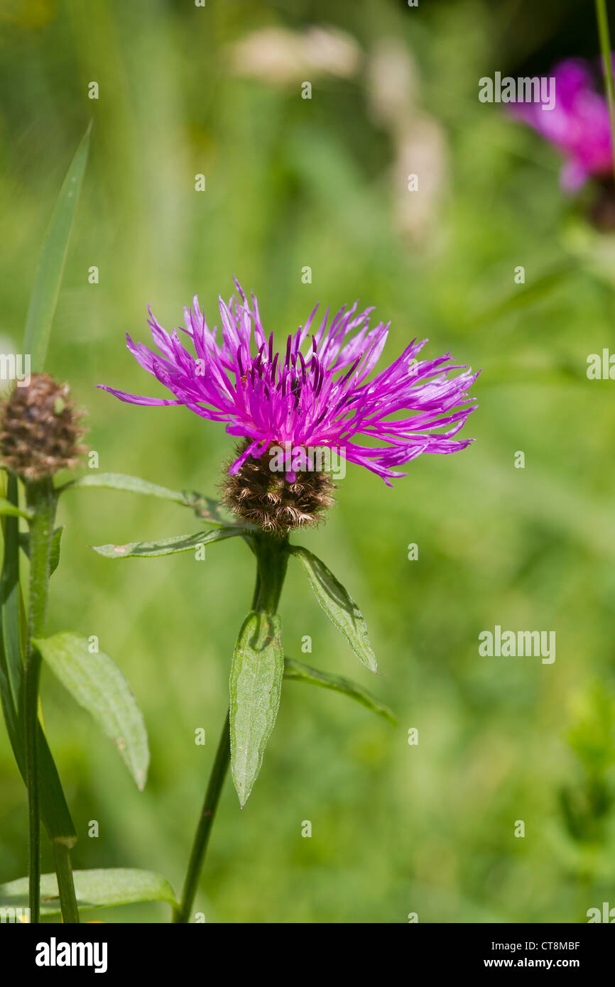 Lesser knapweed hi-res stock photography and images - Alamy