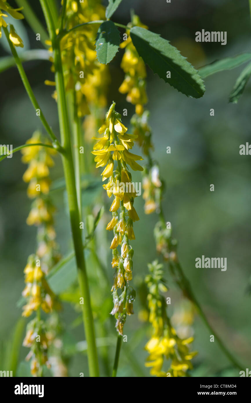 Melilotus officinalis hi-res stock photography and images - Alamy