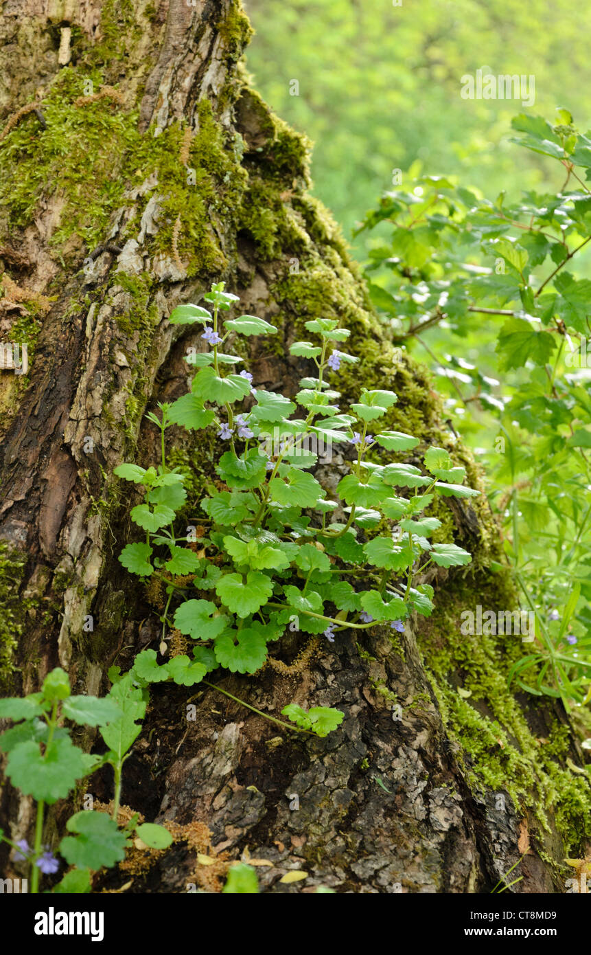 Glechoma lamiaceae hi-res stock photography and images - Alamy