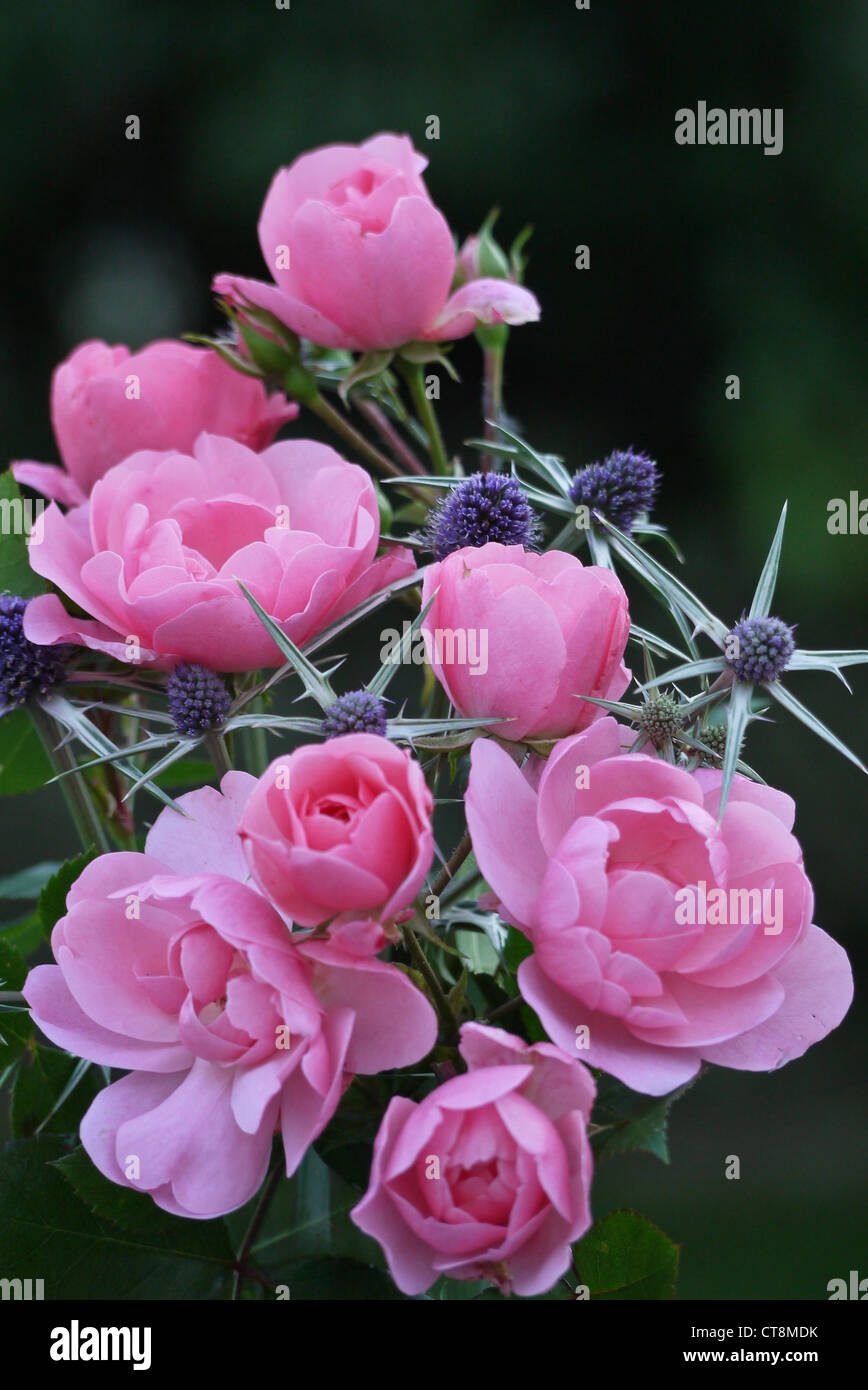 bouqet of pink roses Stock Photo - Alamy