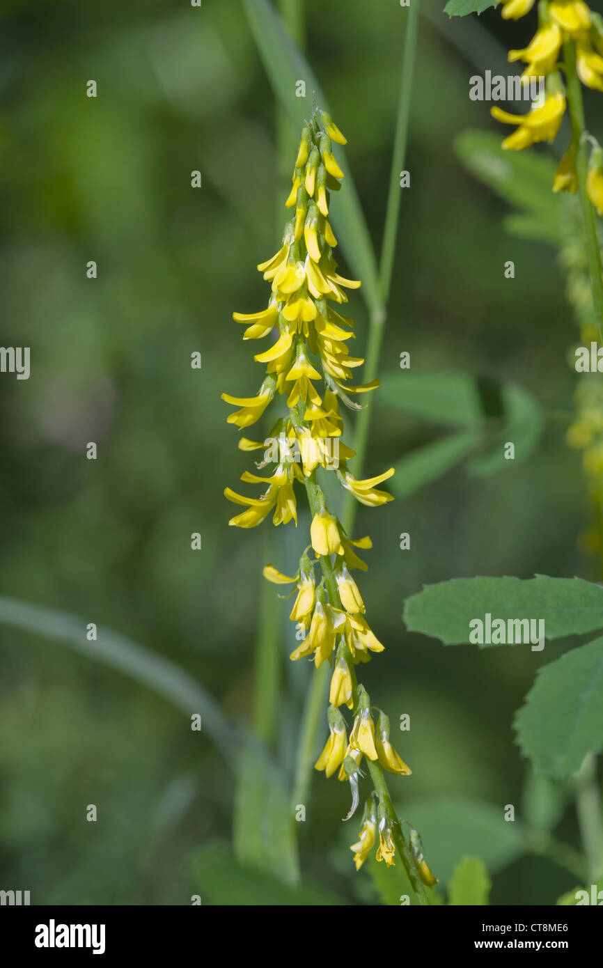 Asparagus officinalis flower hi-res stock photography and images - Alamy
