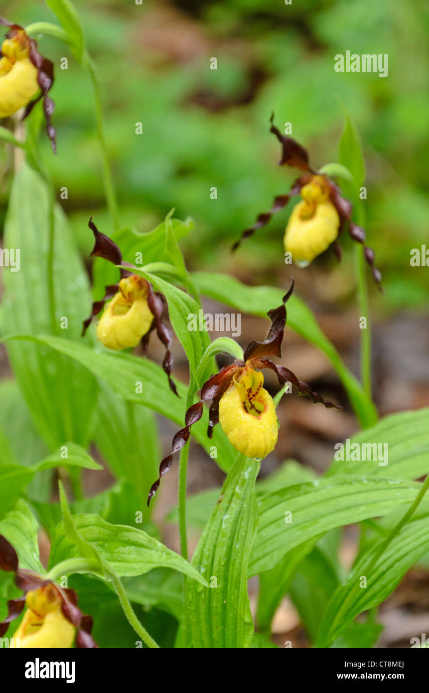 Brown and yellow orchid hi-res stock photography and images - Alamy