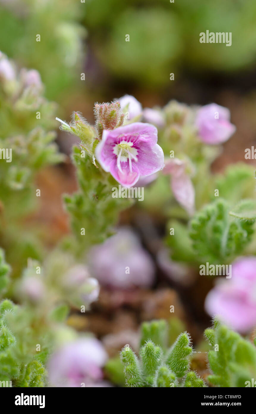 Creeping speedwell (Veronica surculosa Stock Photo - Alamy
