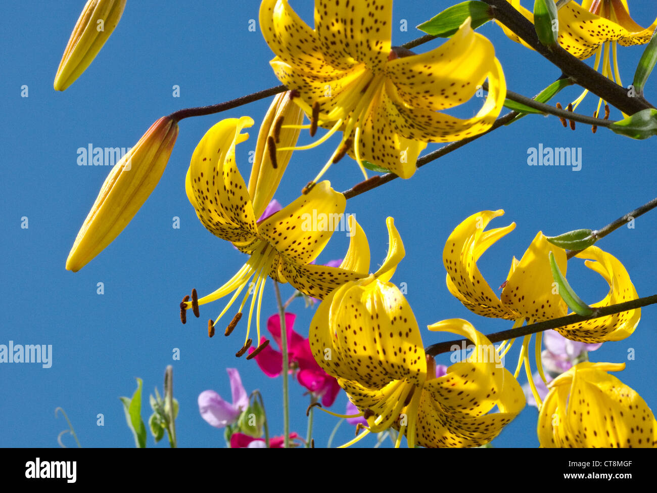 yellow lily & sweet peas Stock Photo - Alamy