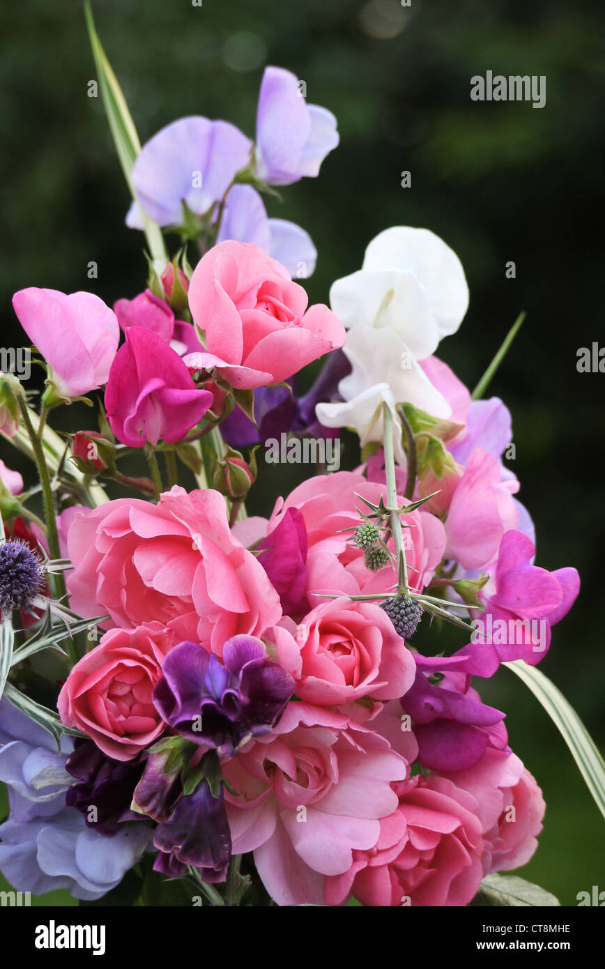 Sweet Peas High Resolution Stock Photography and Images - Alamy