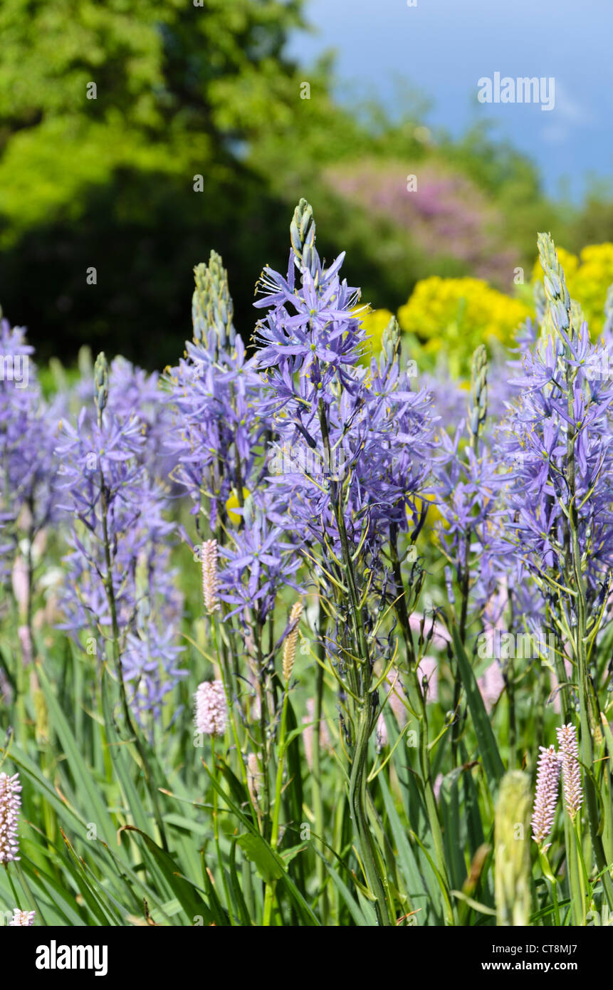 Camassia leichtlinii 'Caerulea' Stock Photo - Alamy