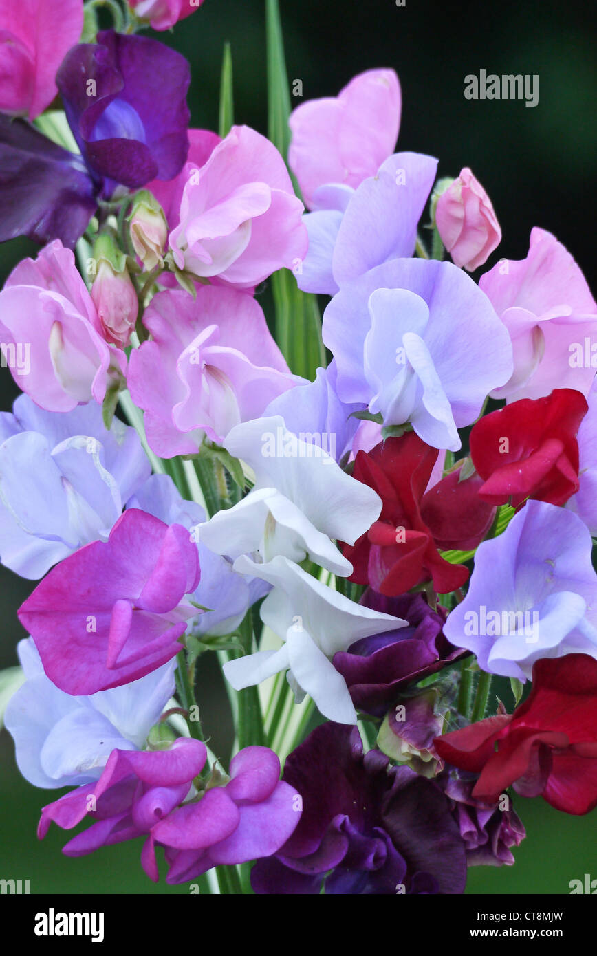 Bouquet of sweet peas Stock Photo - Alamy