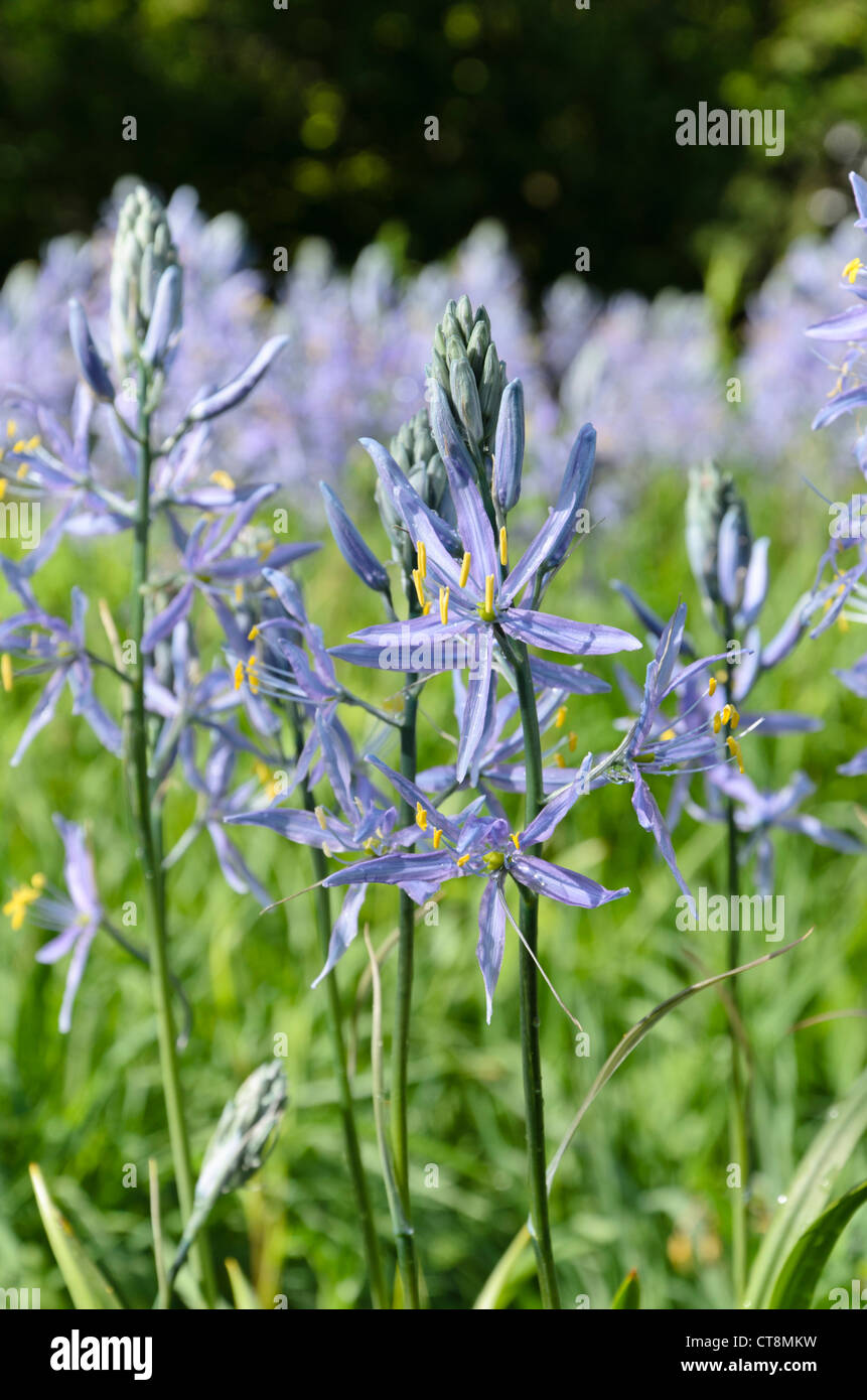 Camassia leichtlinii 'Caerulea' Stock Photo - Alamy