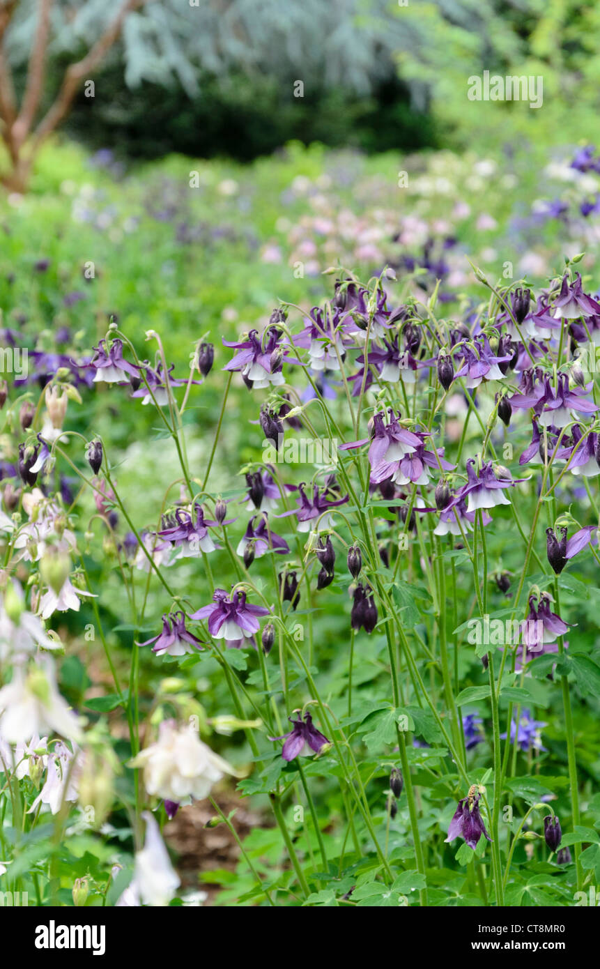 Purple aquilegia plants hi-res stock photography and images - Alamy