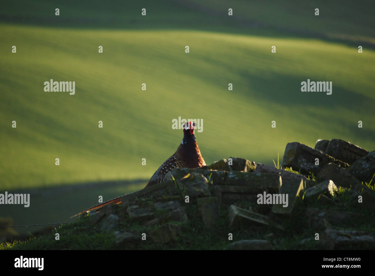 Cock pheasant on horizon at sunset Stock Photo - Alamy