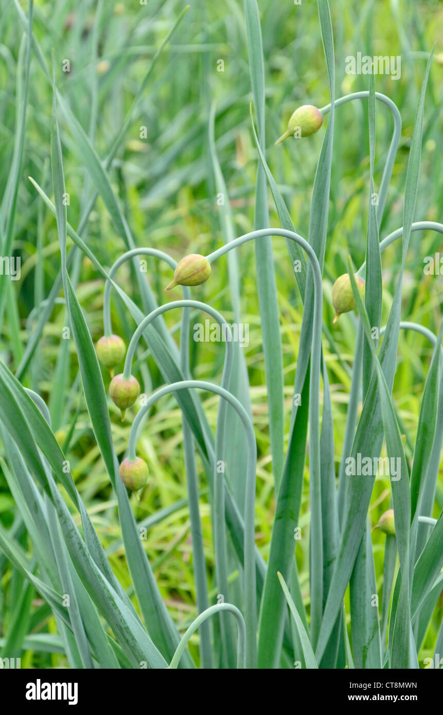 Twistedleaf hi-res stock photography and images - Alamy
