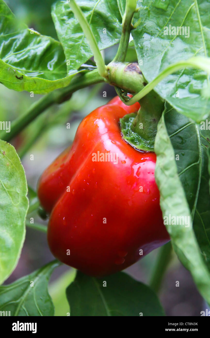 Red Capsicum (Bell Pepper) wet from rain on the vine in the organic ...