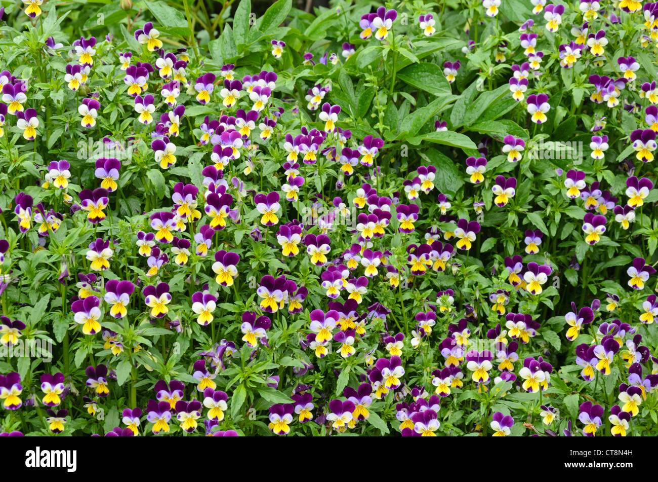 Violets spring flowers hi-res stock photography and images - Alamy