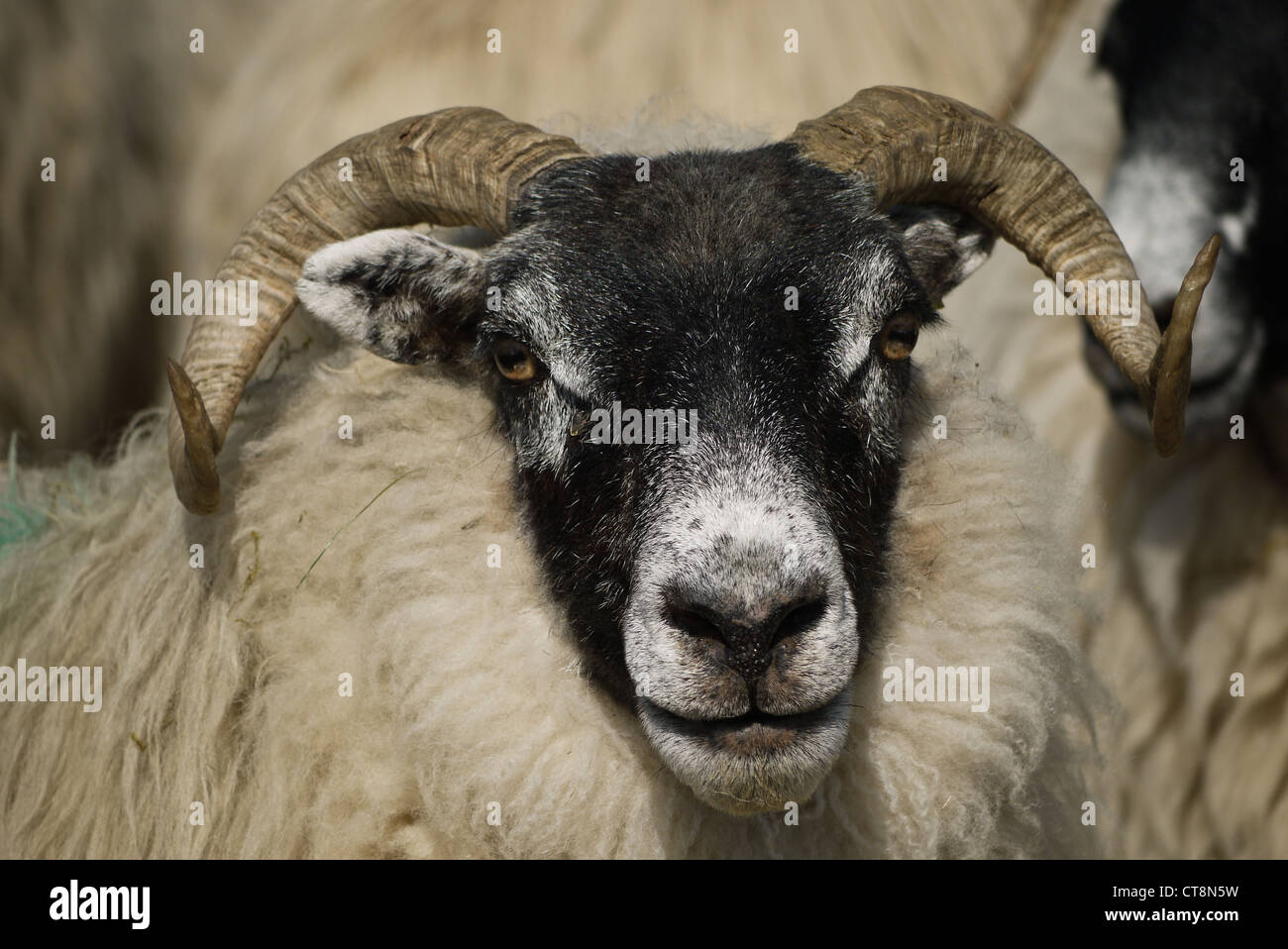 Blackie ewe hi-res stock photography and images - Alamy