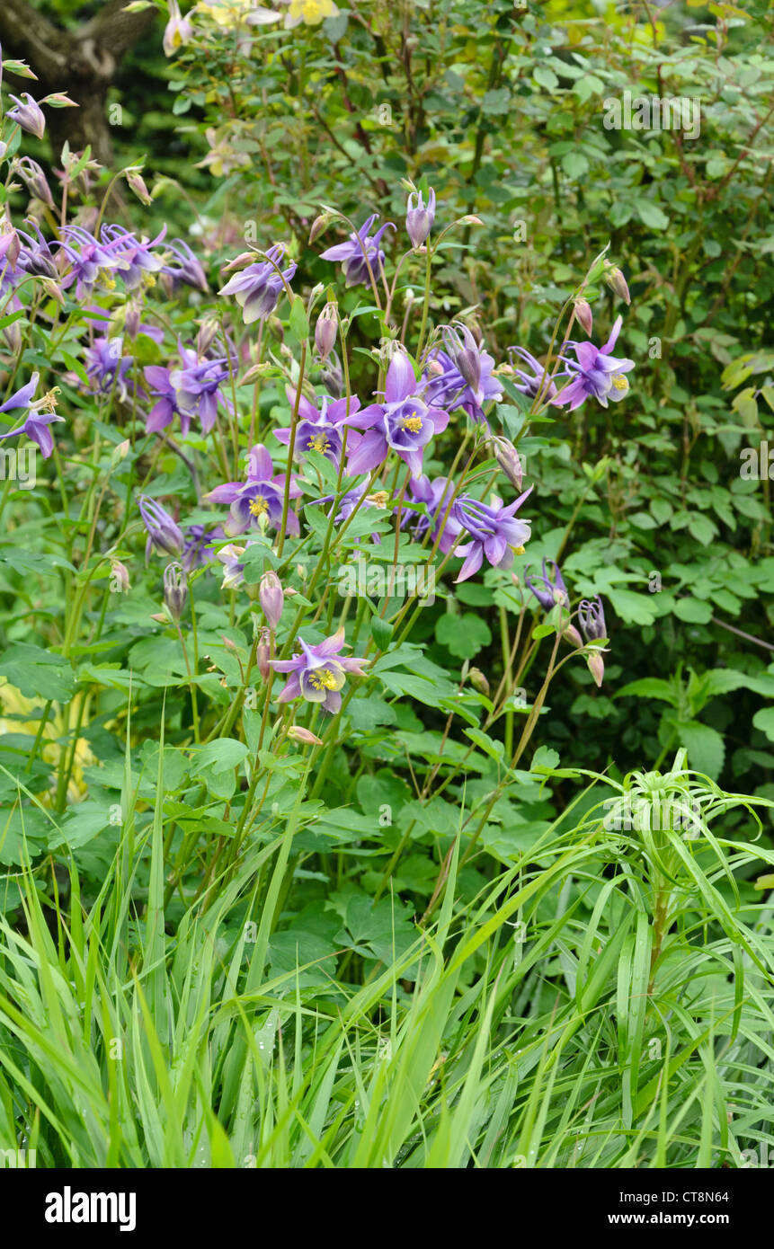 Purple aquilegia columbine flower hi-res stock photography and images ...