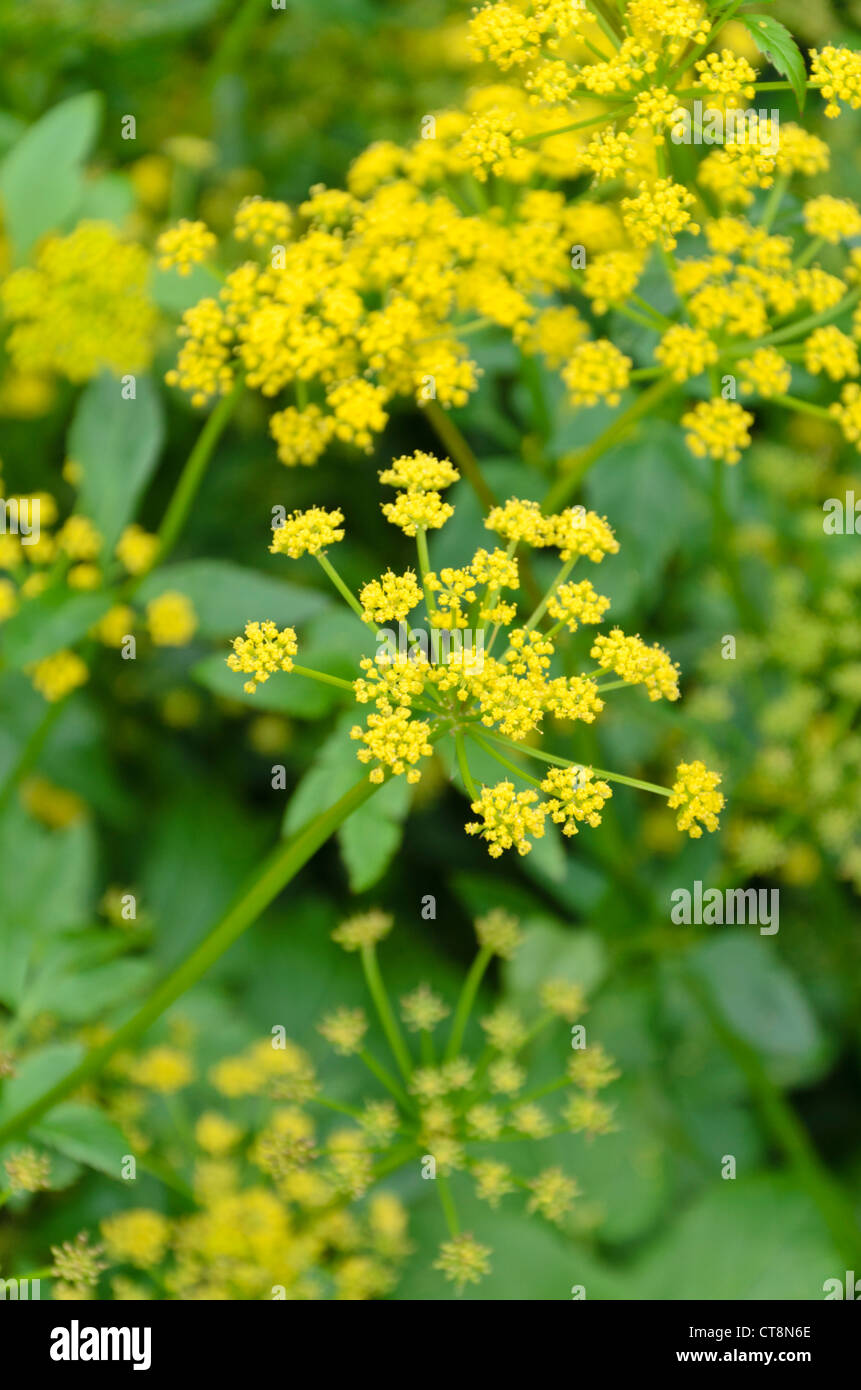 Golden Alexanders (Zizia aurea Stock Photo - Alamy
