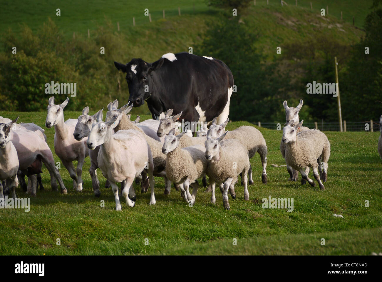 Bluefaced leicester sheep hi-res stock photography and images - Alamy