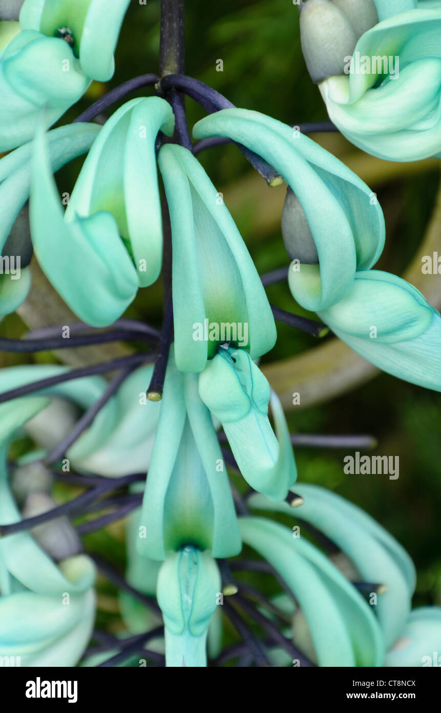 Strongylodon macrobotrys hi-res stock photography and images - Alamy