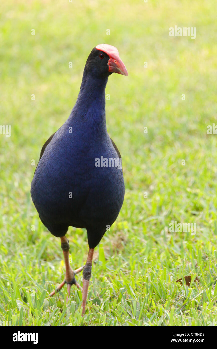 Inquisitive Purple Swamp Hen, Porphyrio melanotus, walking on the grass ...