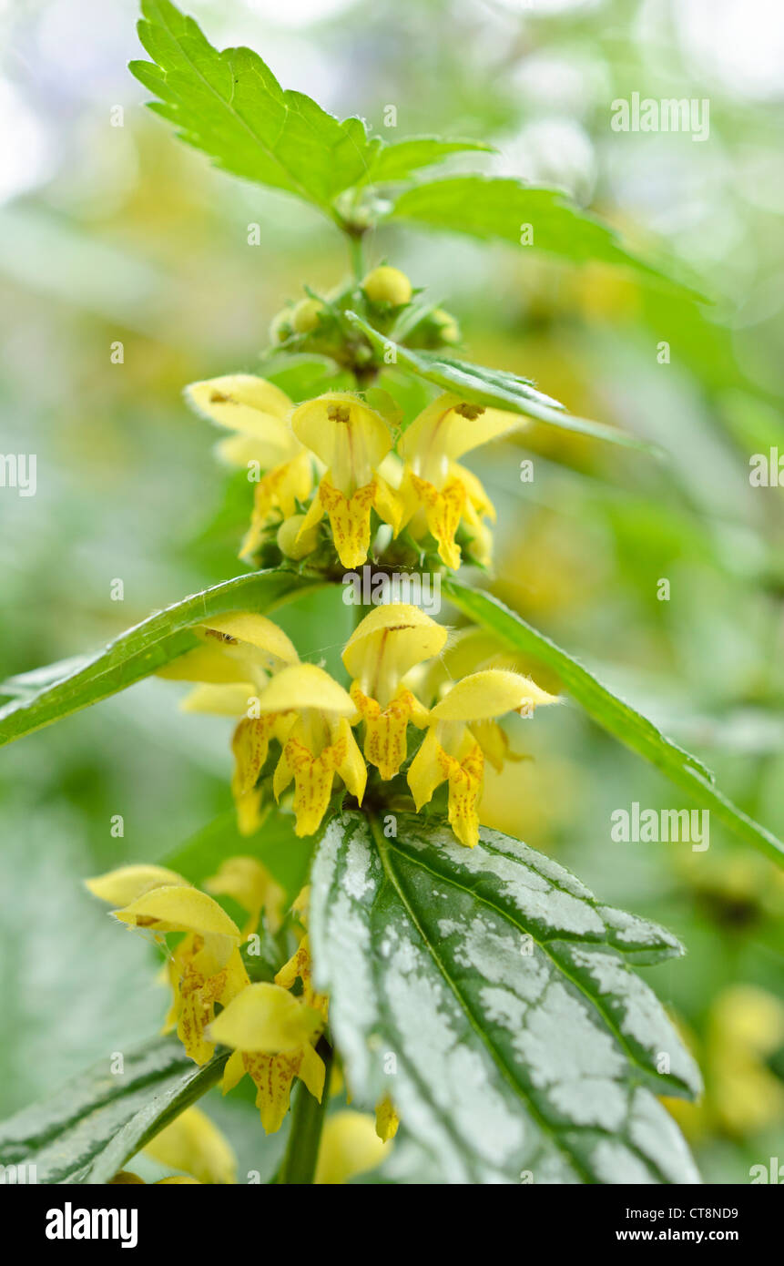 Yellow archangel (Lamium galeobdolon 'Hermann's Pride' syn. Lamiastrum ...