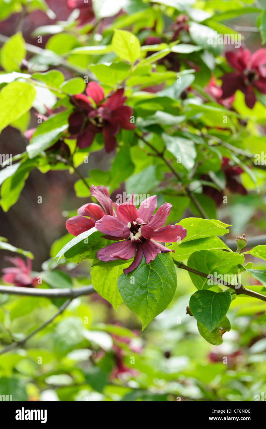 Chinese wax shrub (Sinocalycanthus raulstonii 'Hartlage Wine' Stock ...