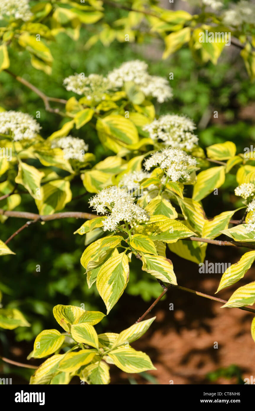Pagoda dogwood hi-res stock photography and images - Alamy