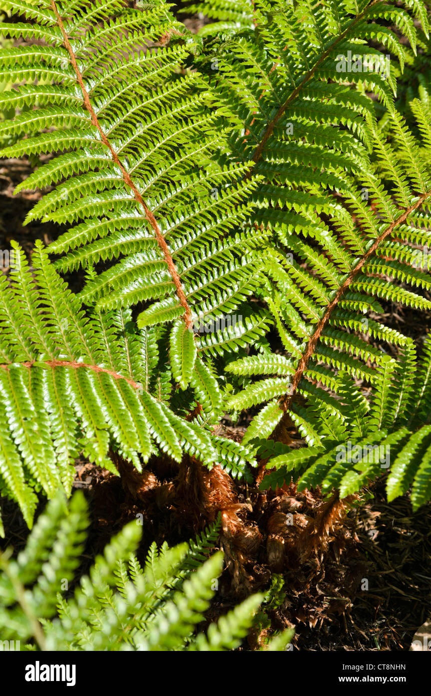 Japanese lace fern (Polystichum polyblepharum Stock Photo - Alamy
