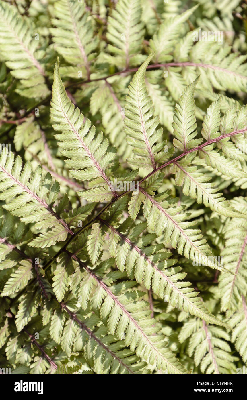 Japanese painted fern (Athyrium niponicum var. pictum Stock Photo - Alamy