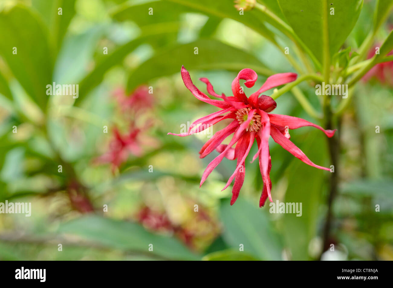 Anise tree (Illicium Woodland Ruby Stock Photo - Alamy