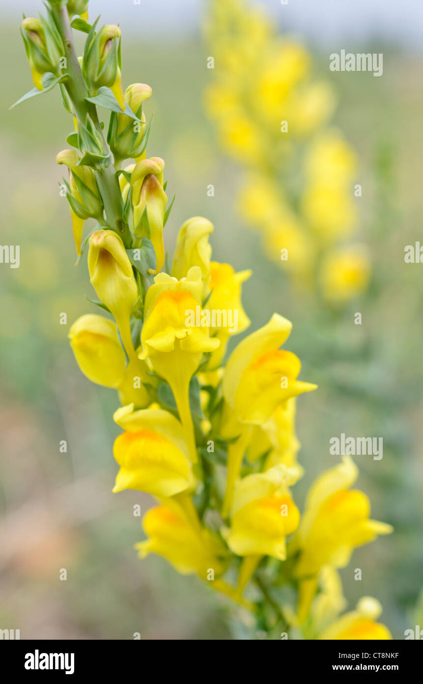 Dalmatian toadflax (Linaria dalmatica Stock Photo - Alamy