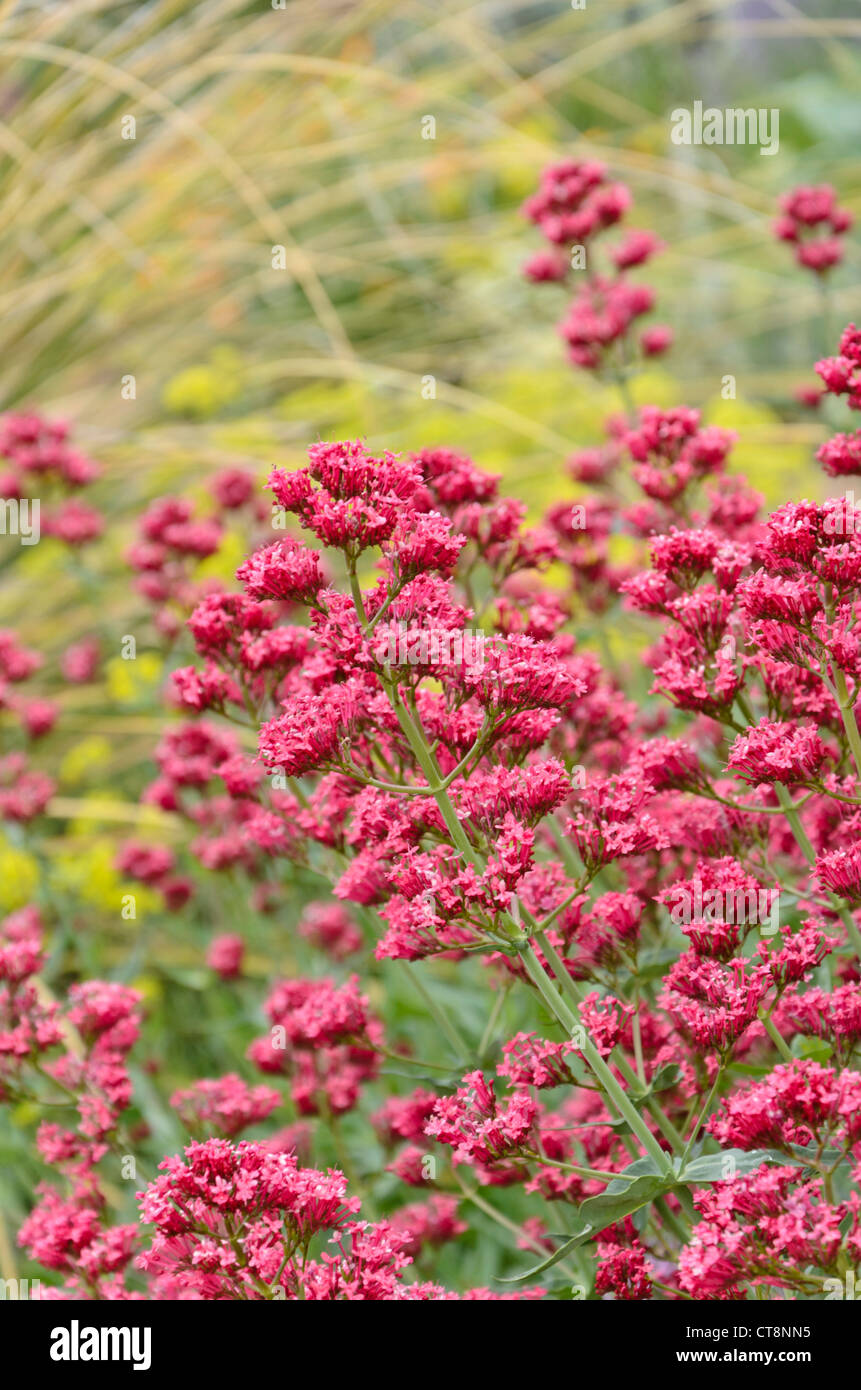 Red valerian (Centranthus ruber Stock Photo - Alamy