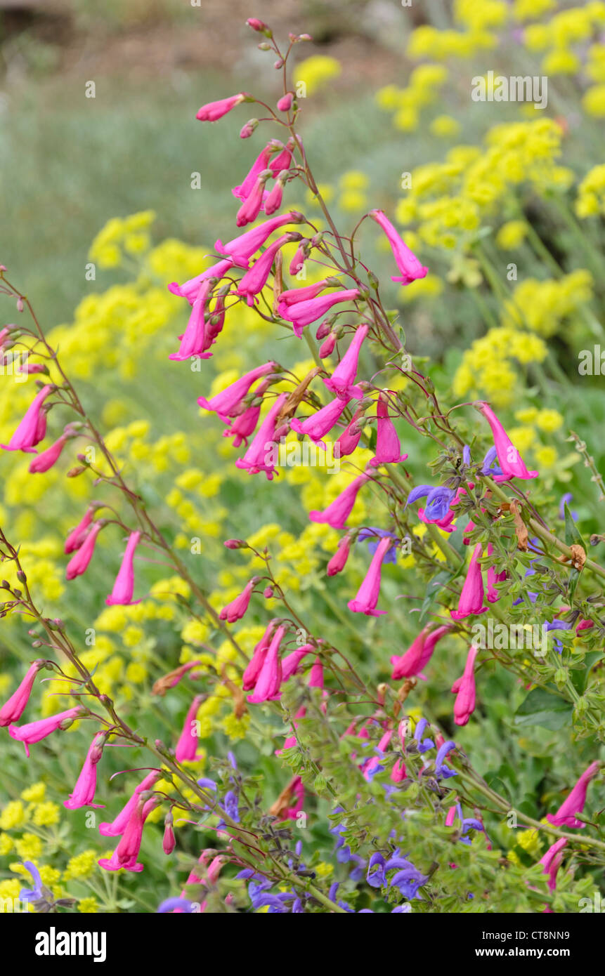 Desert beard tongue (Penstemon pseudospectabilis Stock Photo - Alamy