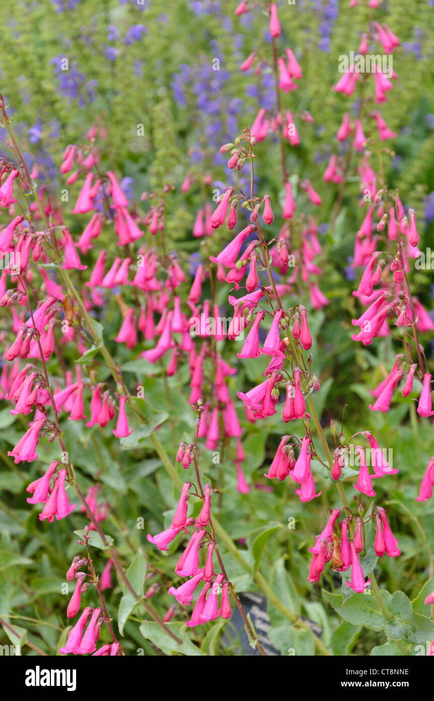 Desert beard tongue (Penstemon pseudospectabilis Stock Photo - Alamy