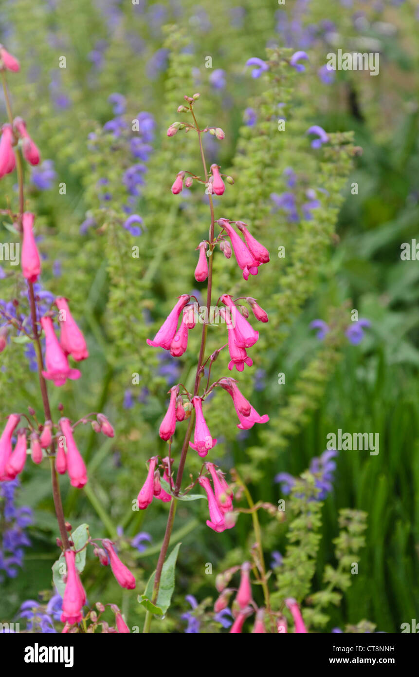 Desert beard tongue (Penstemon pseudospectabilis Stock Photo - Alamy