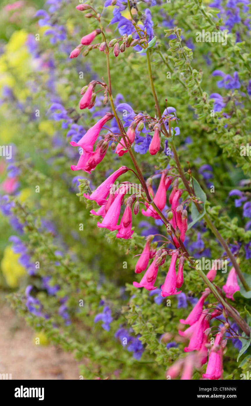 Desert beard tongue (Penstemon pseudospectabilis Stock Photo - Alamy