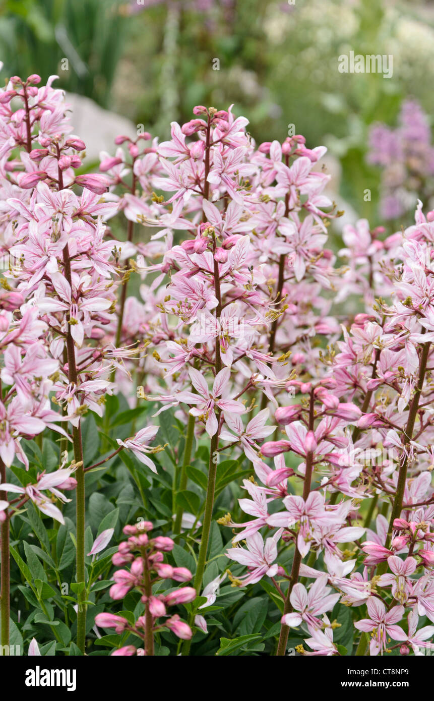 Dittany (Dictamnus albus Stock Photo - Alamy