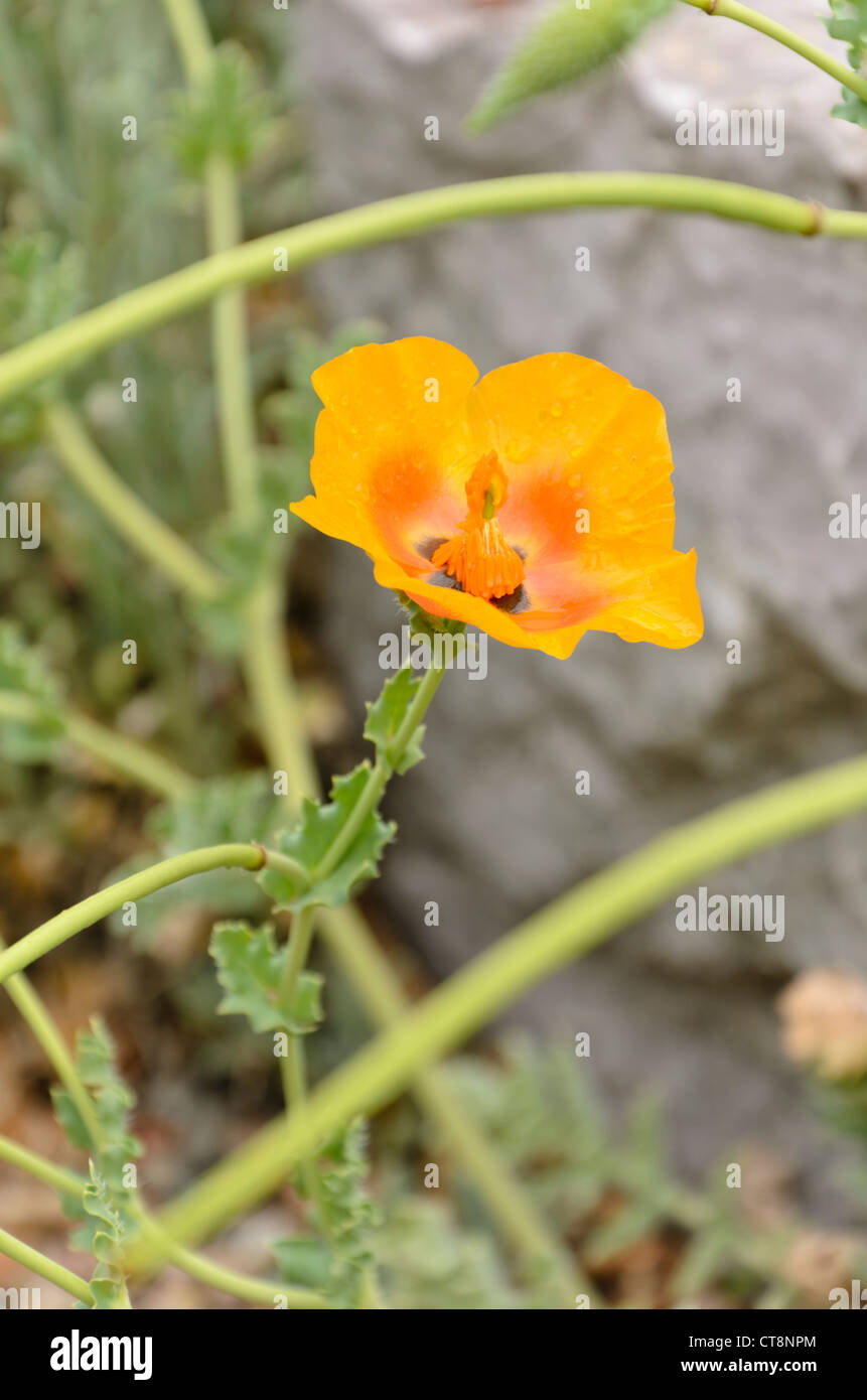 Orange horned poppy hi-res stock photography and images - Alamy