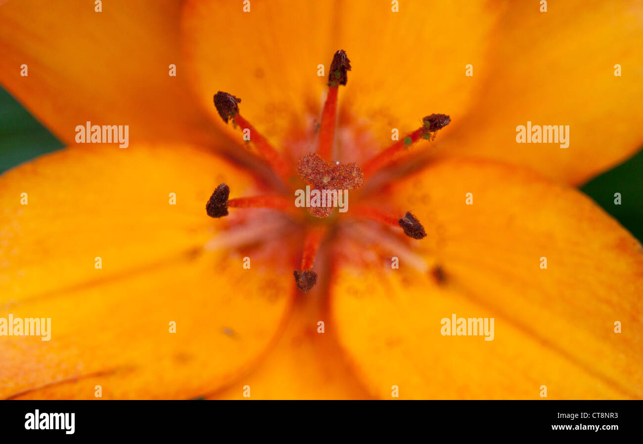 Fire lilly hi-res stock photography and images - Alamy