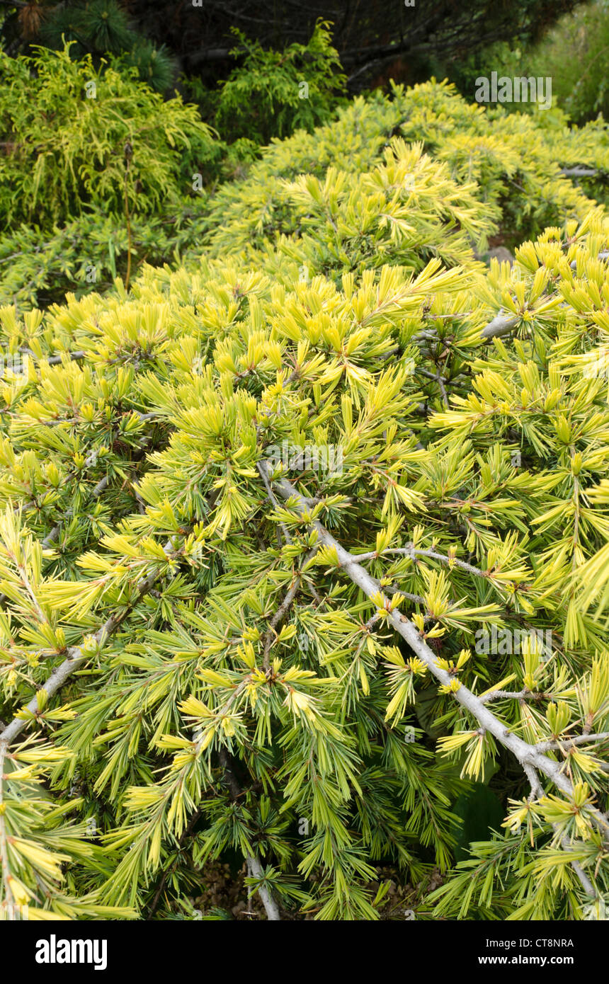 Cedar of Lebanon (Cedrus libani subsp. libani Stock Photo - Alamy