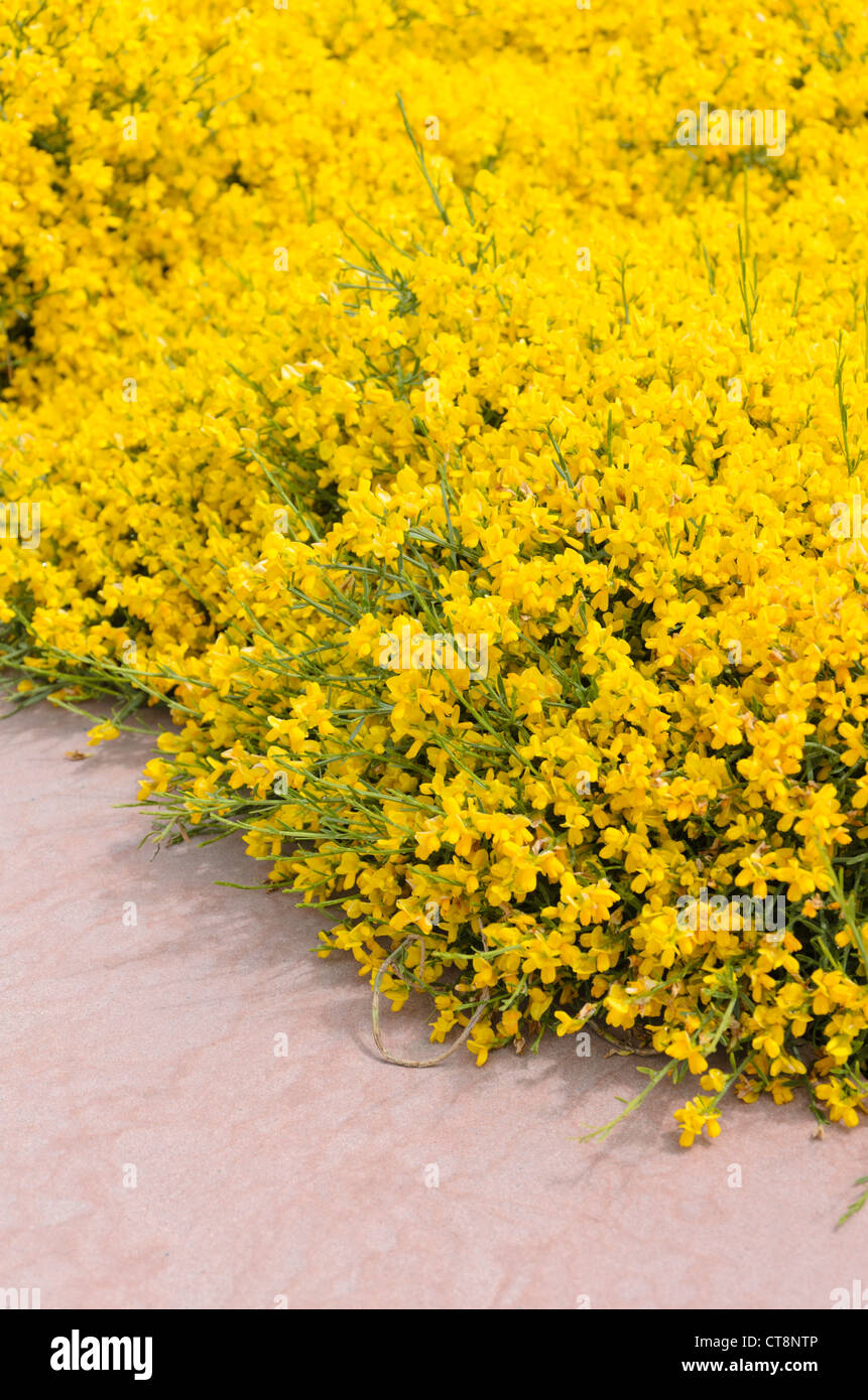 Lydia broom (Genista lydia Stock Photo - Alamy