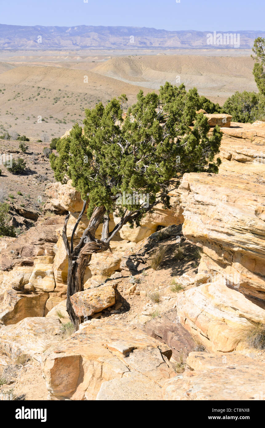 Utah juniper (Juniperus osteosperma), Utah, USA Stock Photo - Alamy