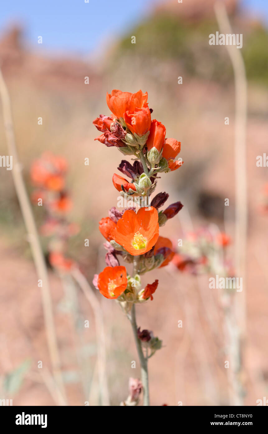 Small-leaved globe mallow (Sphaeralcea parvifolia Stock Photo - Alamy